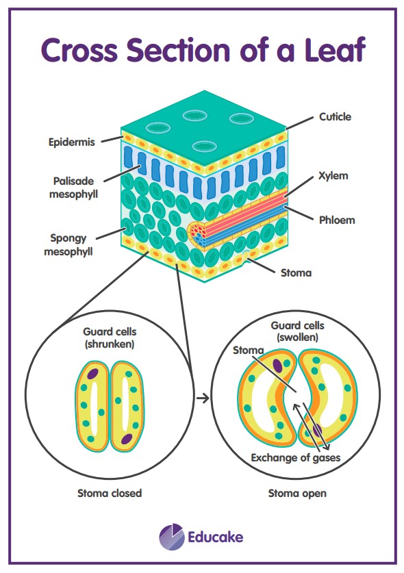 Free science posters to download and display | Educake